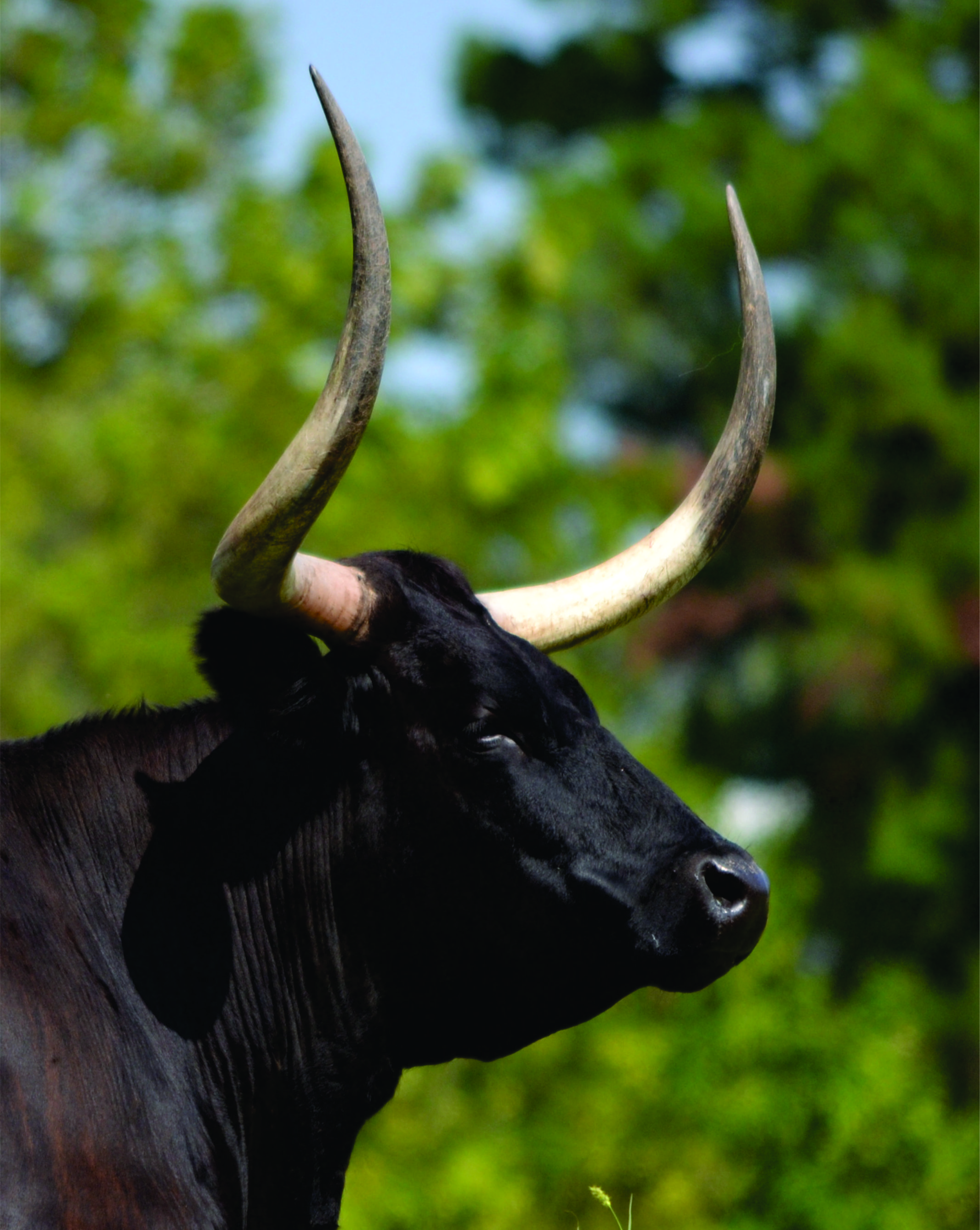 Longhorn – Oklahoma Blogger