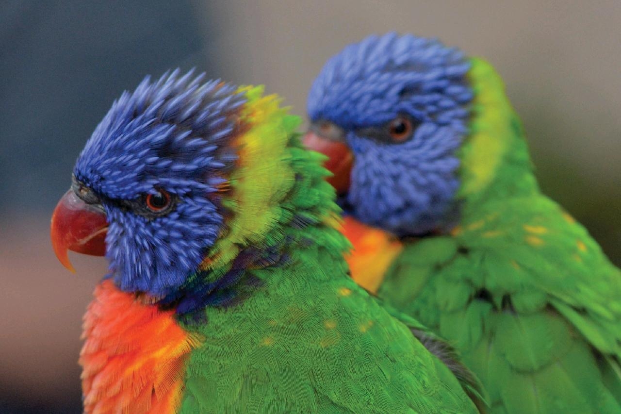 Adorable and tiny, parrots. – Oklahoma Blogger