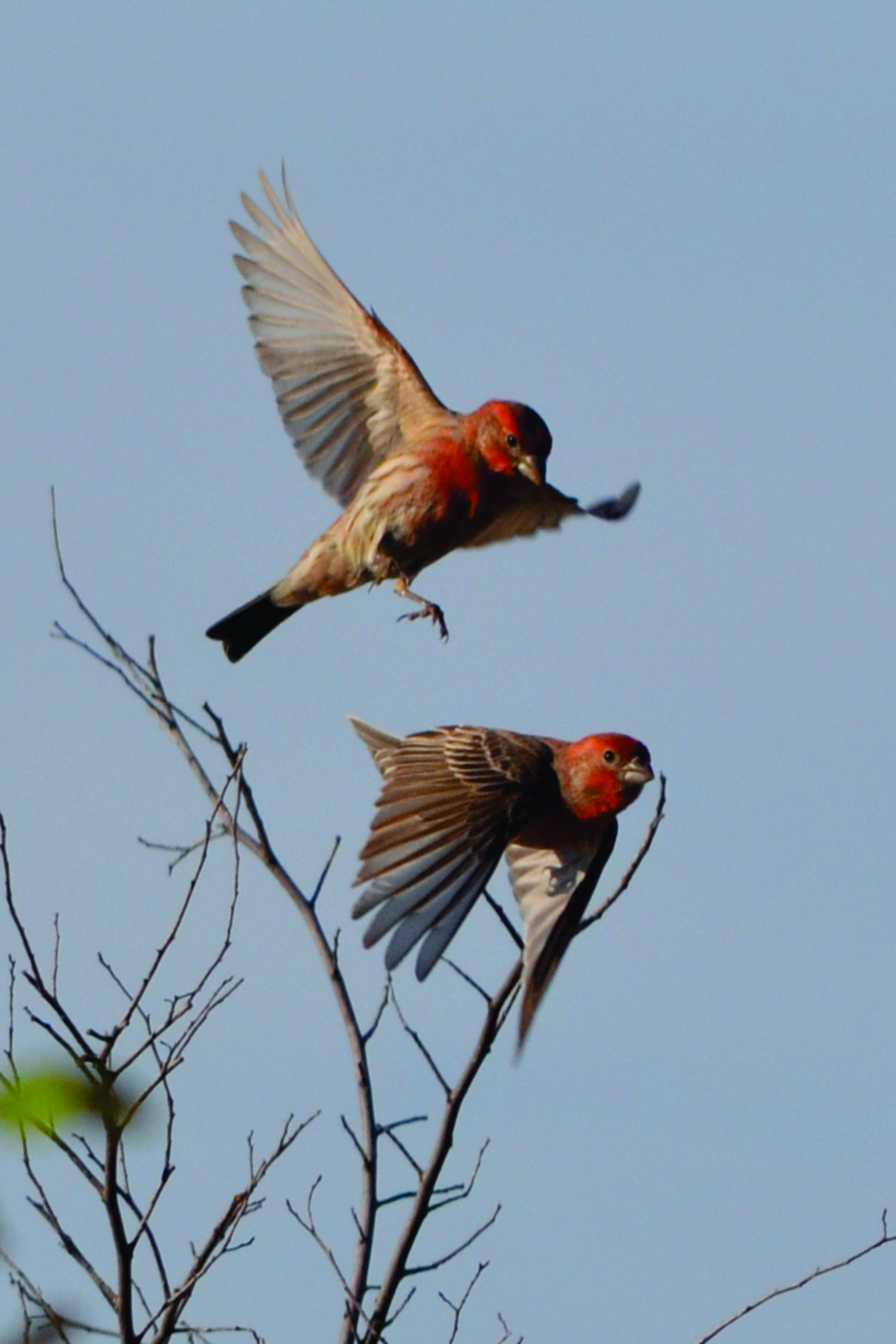 House Finches – Oklahoma Blogger